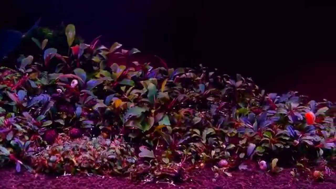 Bucephalandra planted tank. - YouTube