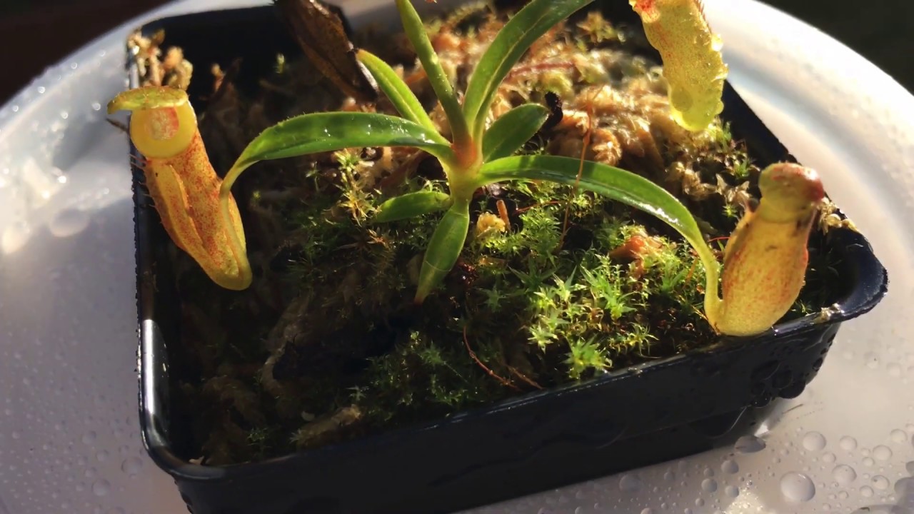 Nepenthes Carnivorous Plant Unboxing From Native Exotics Rare Uncommon ...