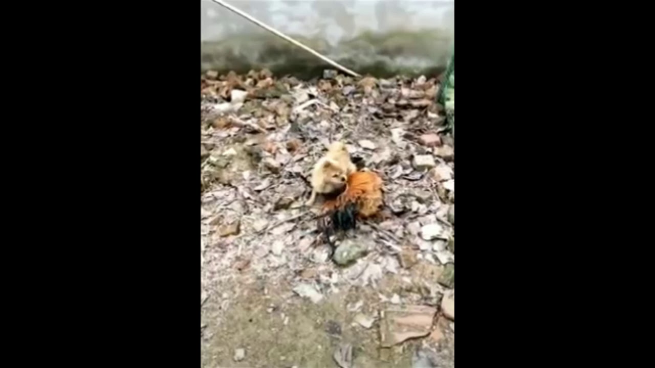 Chicken VS Dog Fight - Funny Dog Fight Videos - YouTube