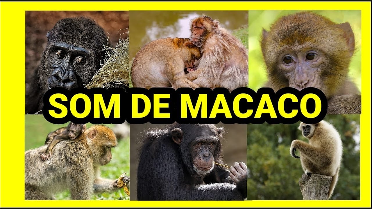 MACACO- SOM DE MACACO- MONKEY SOUND - YouTube