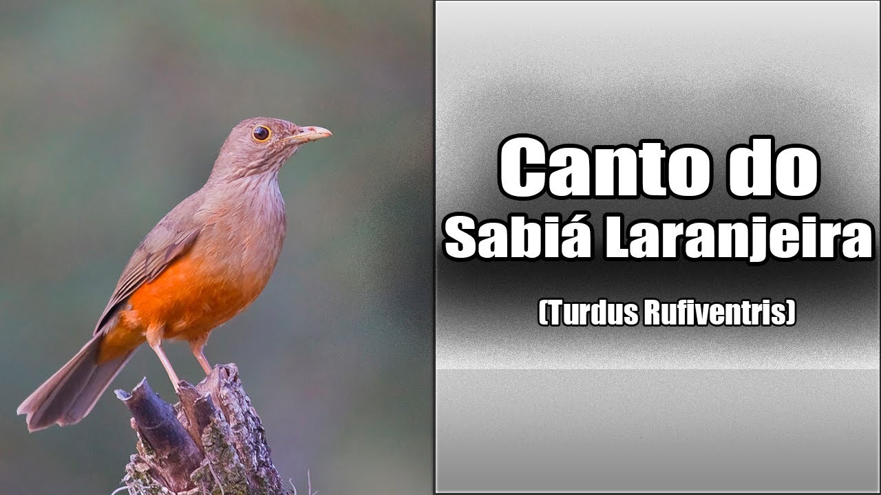 46 - O Canto do SABIÁ LARANJEIRA (Turdus Rufiventris) - Bird Song ...
