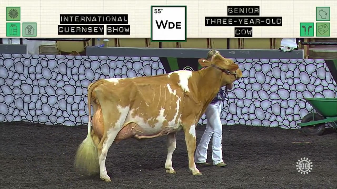 533 GUERNSEY SENIOR THREE-YEAR-OLD COW - YouTube