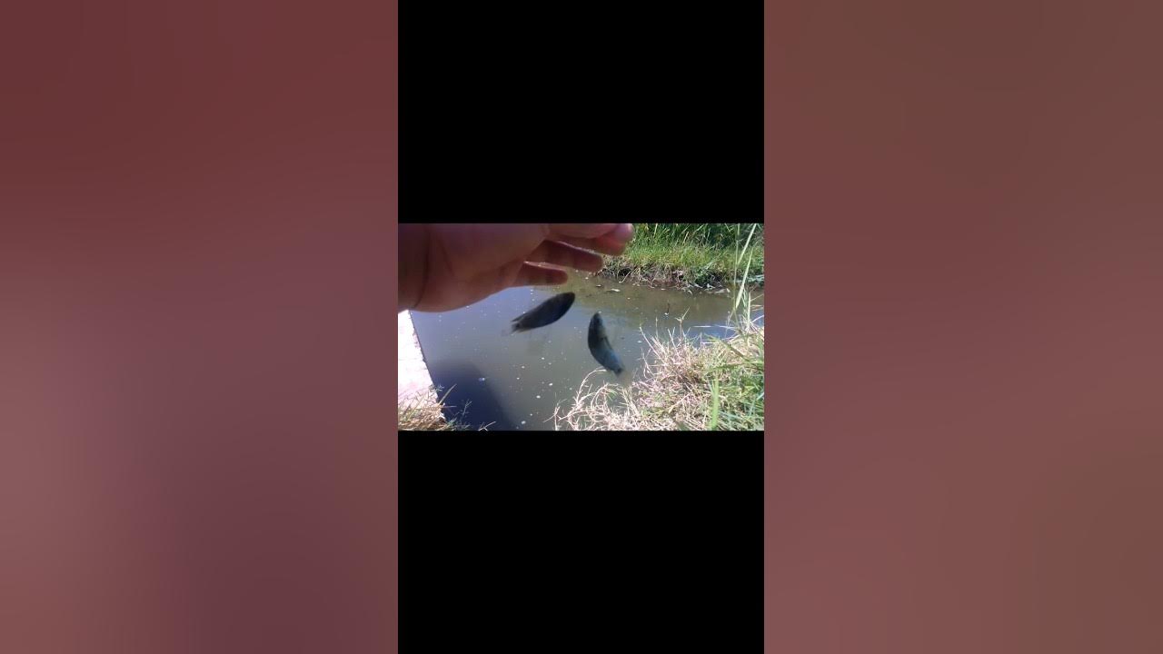 IKAN KELAPARAN‼️ Umpan Turun Langsung Stike 2 Ikan Sekaligus #shorts #mancing #fishing #fish # ...