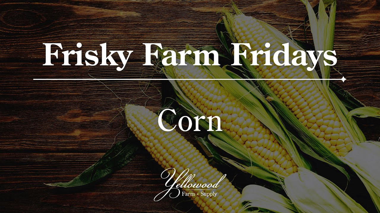 Frisky Farm Fridays : Corn - YouTube