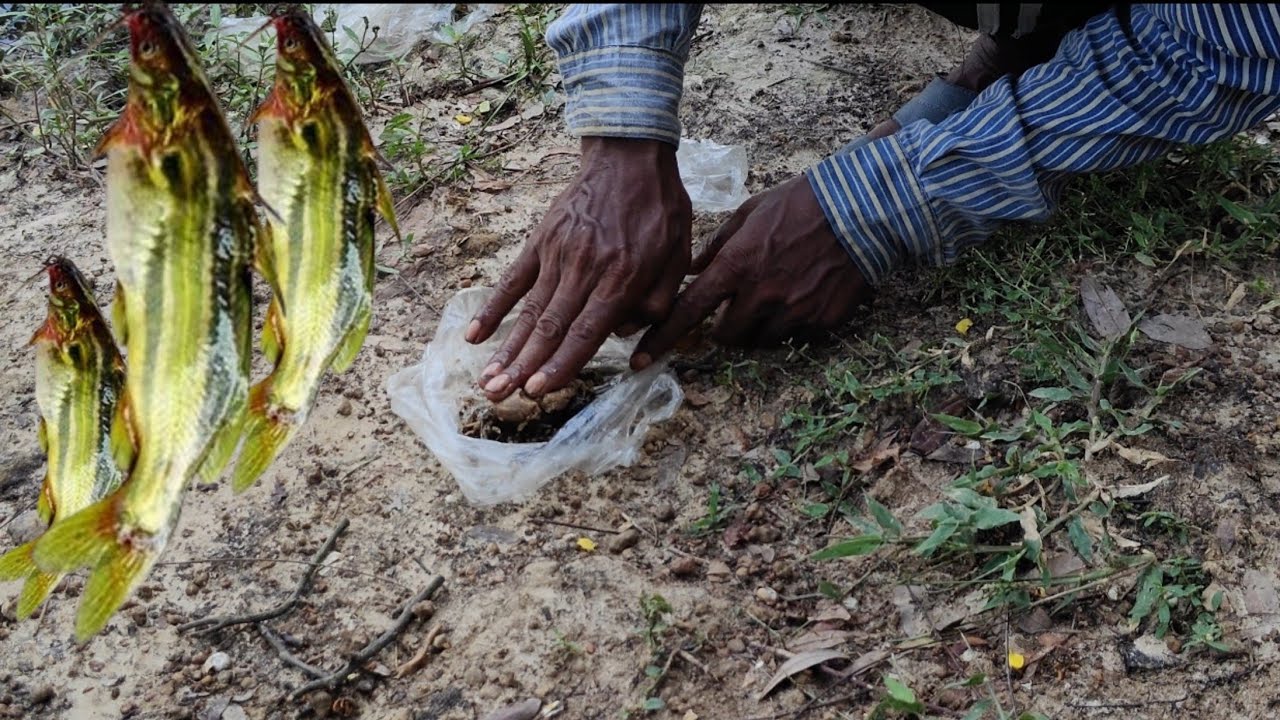 A Village Farmer Creates Homemade Bait to Catch Tengra Fish: A ...