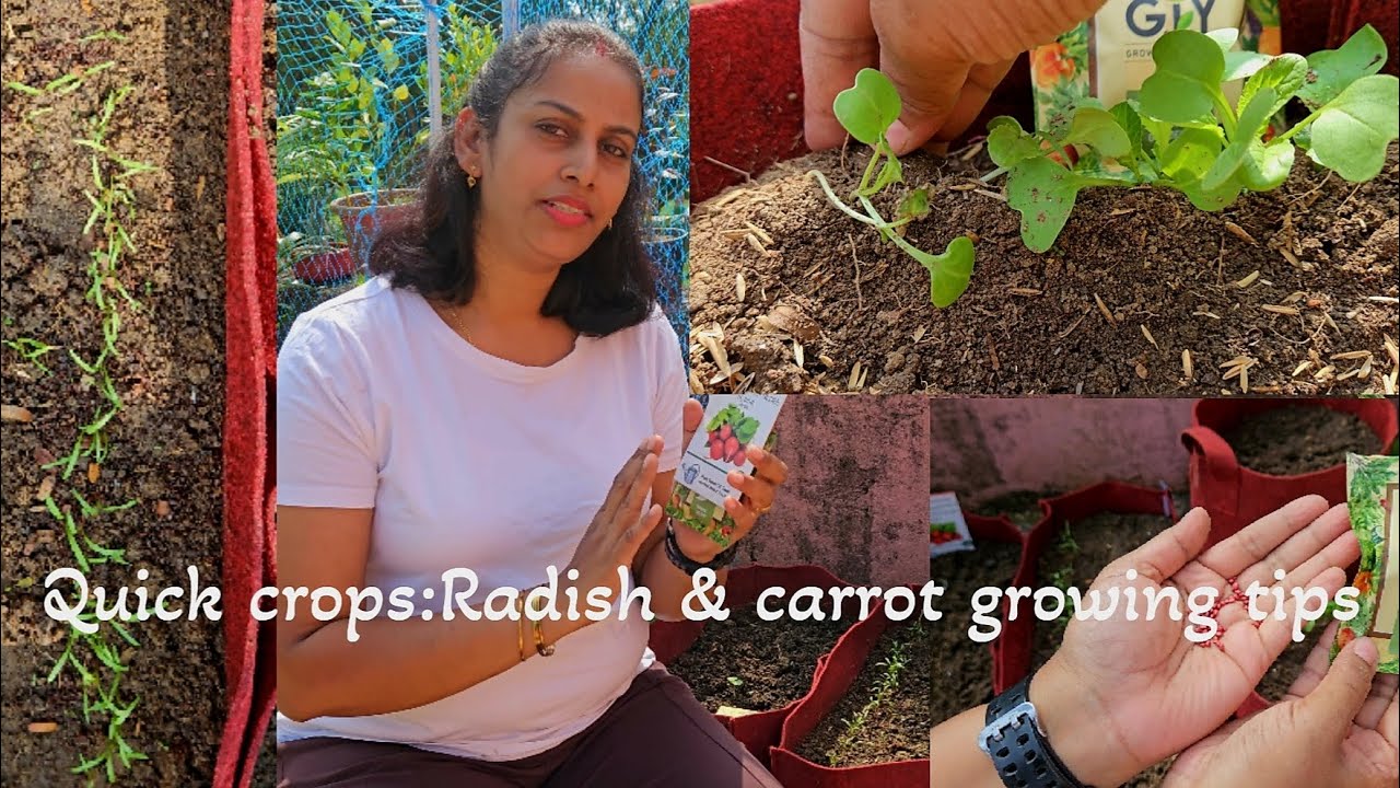 Quick crops:Radishes&carrots growing tips मूली और गाजर लगाये इस तरीके ...