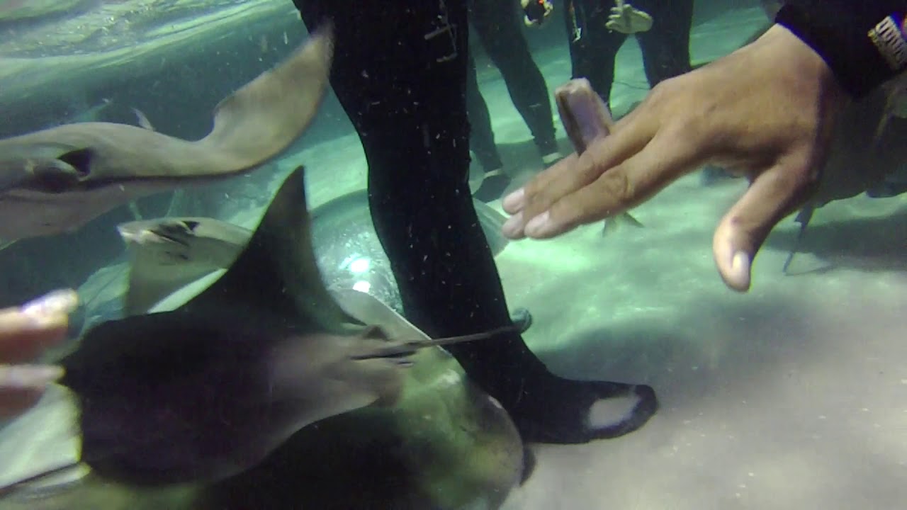 Swimming w/ & Feeding Stingrays: Adventure Aquarium, NJ - YouTube