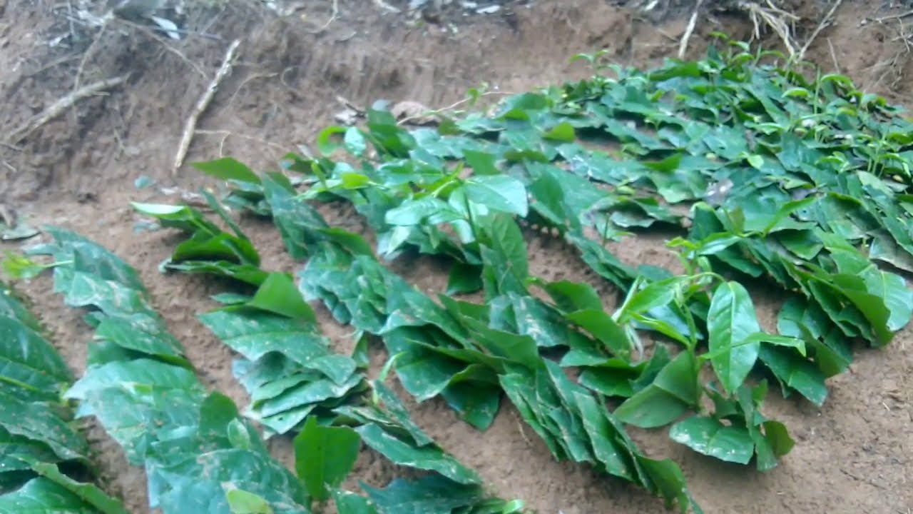 how to grow Tea plant easily/අතු පැලකිරිම/How to Tea plantation - තේ ...