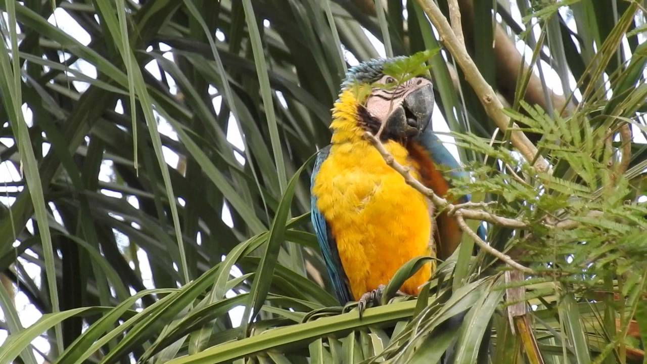 BLUE-AND-YELLOW MACAW (ARA-ARARAUNA), ARARA-CANINDÉ, ARA-ARAUNA, Cub ...