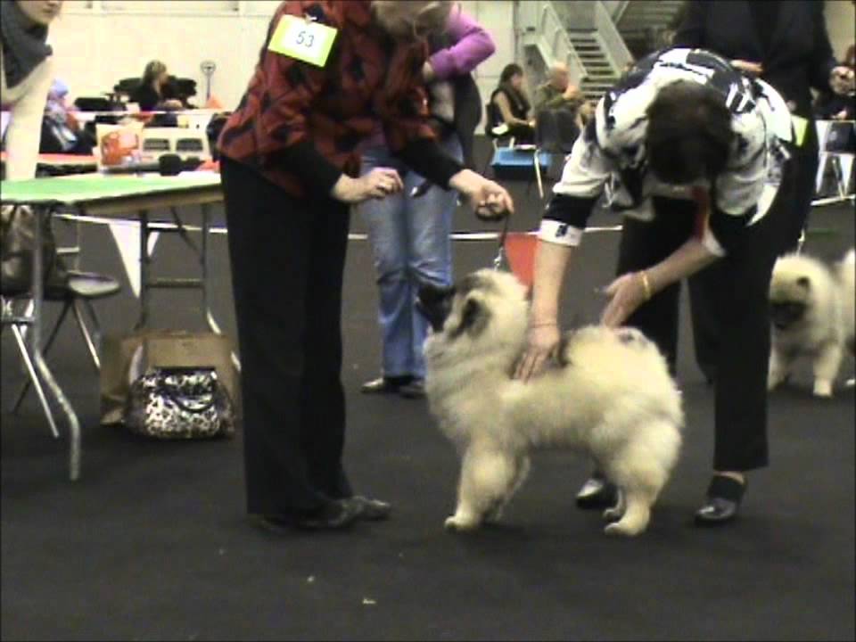 keeshond best baby puppy in show ,,click on the link below to see the ...