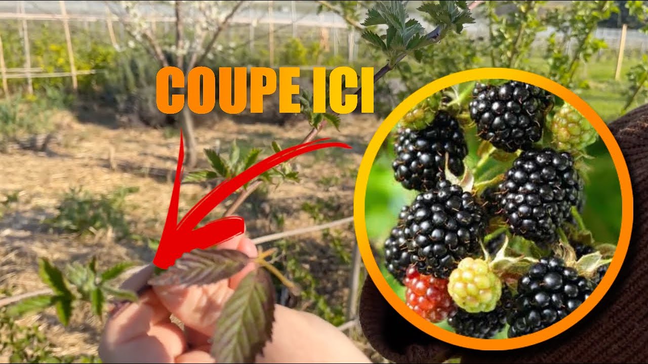 Comment Tailler ton Murier (Technique Simple) - YouTube