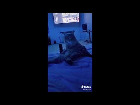 En İyi Kedi Videoları 2021 TikTok