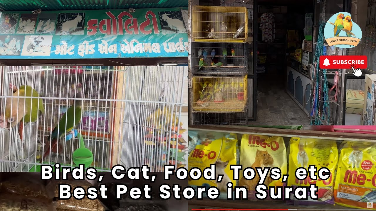 Best Pet Shop in Surat : Exploring Sabse Sastawala Pet Shop at ...