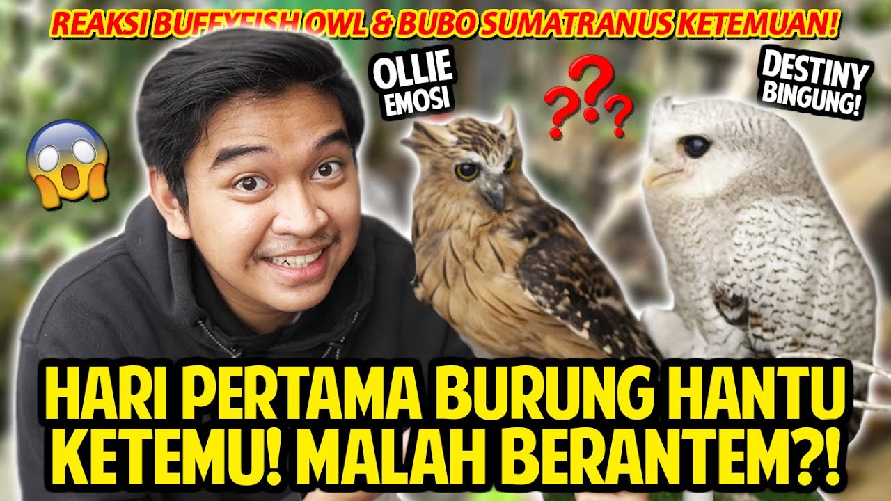 REAKSI BURUNG HANTUKU PERTAMAKALI BERTEMU! DATENG MALAH BERANTEM! BUFFYFISH OWL VS BUBO ...