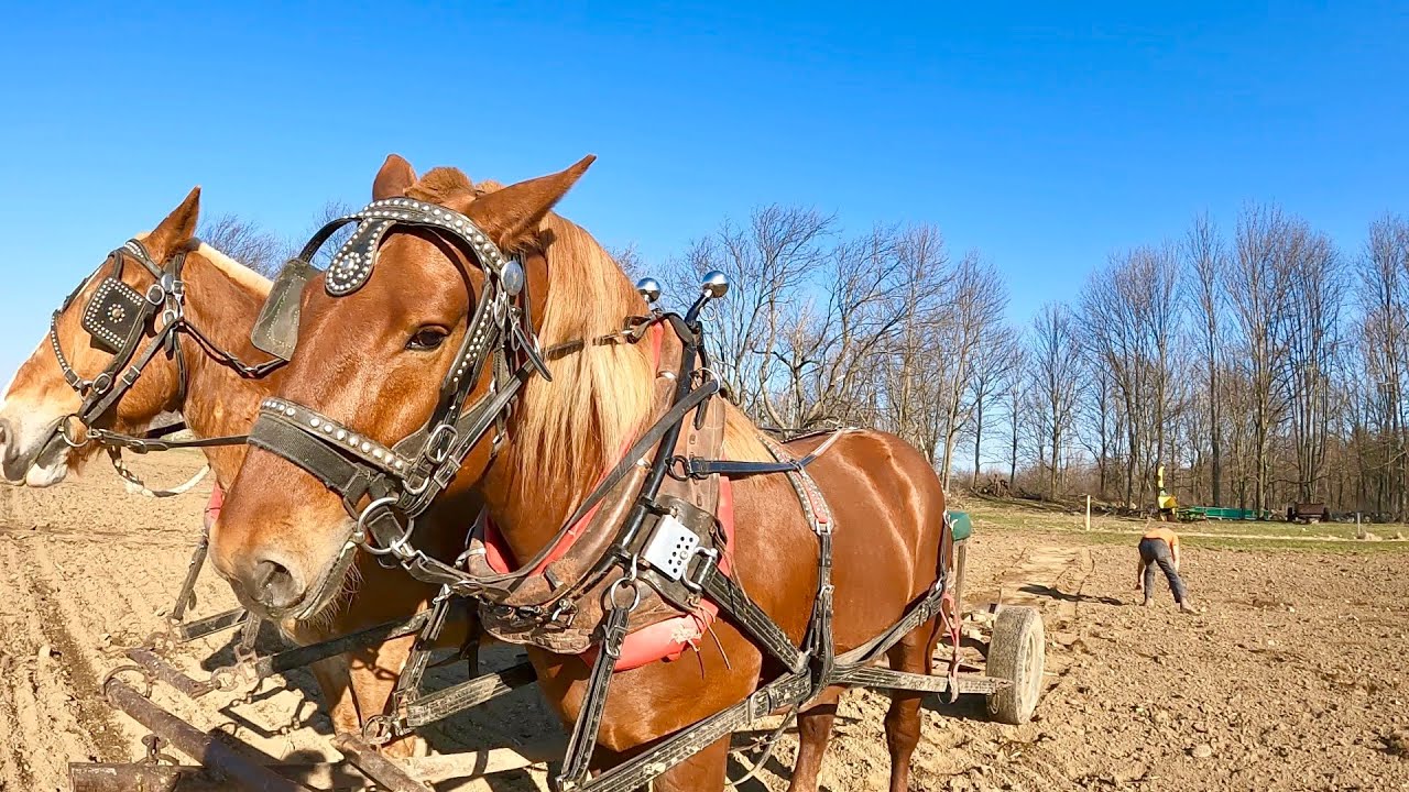 DRAFT HORSE FARMING // Fixing Fences & Picking Stones #468 - YouTube