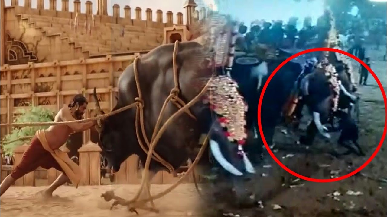 Bahubali യെ വെല്ലുന്ന Real life hero at ചെറായി elephant |Cherai - YouTube