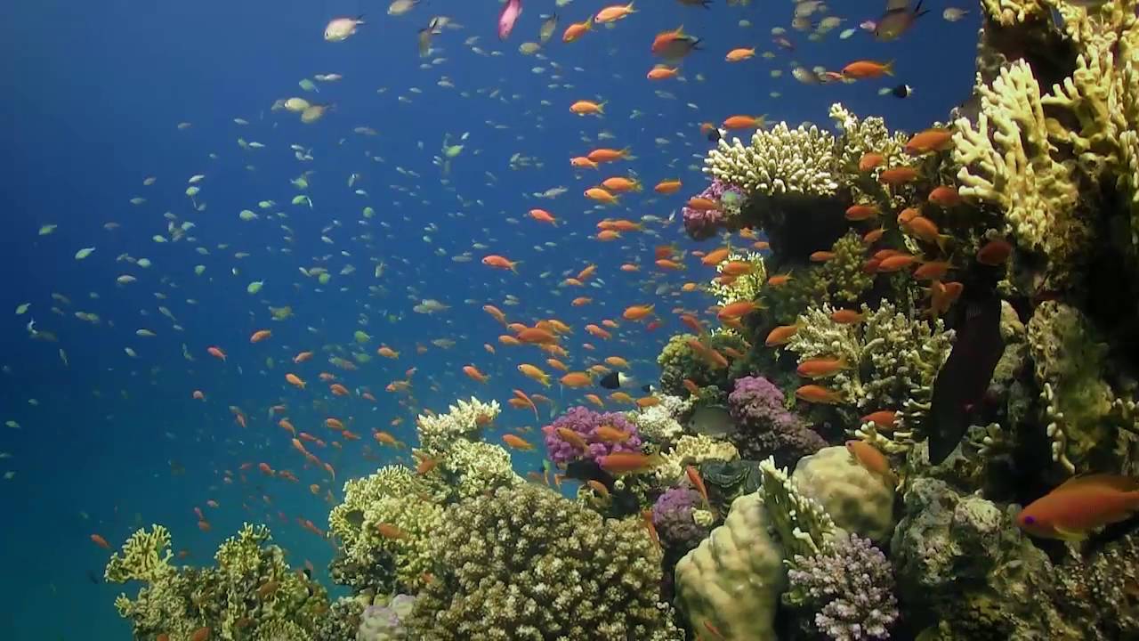 2016 Tropical Journeys Great Barrier Reef Marathon Festival - YouTube