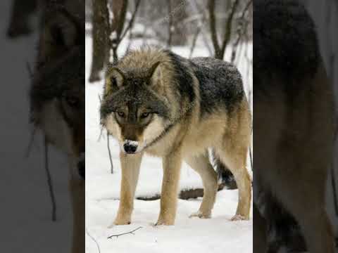 Canavar  haqqında məlumat 🐺🐺🐺