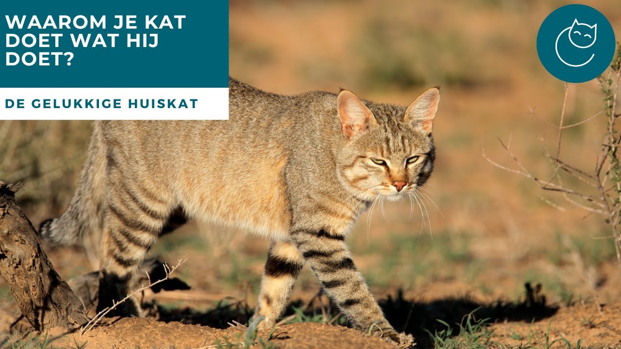 WAAROM DOET JE KAT WAT IE DOET - DE OORSPRONG VAN ONZE KAT - De ...