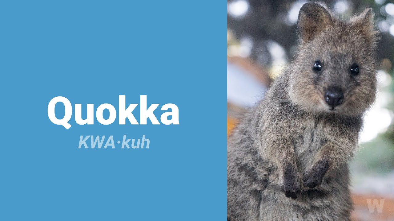 How to Pronounce Quokka? - YouTube