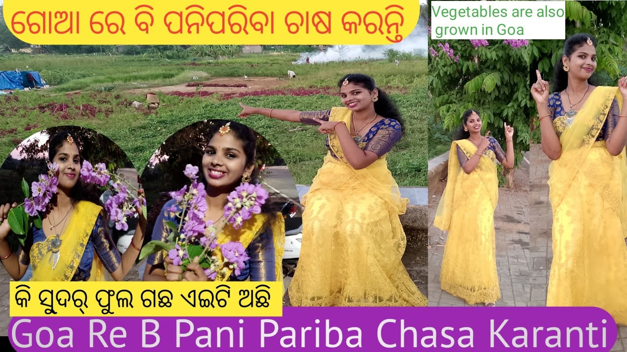 ଗୋଆରେ ବି ପନିପରିବାଚାଷ କରନ୍ତି|GoaRe B Panipariba ChasaKaranti|Vegetables ...
