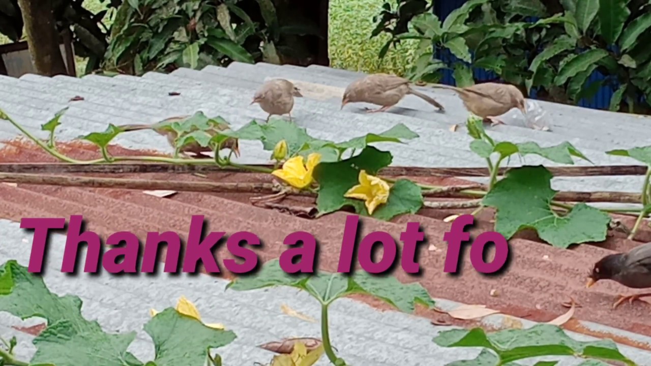 Many birds, Beautiful view of variety of beautiful birds eating rice ...