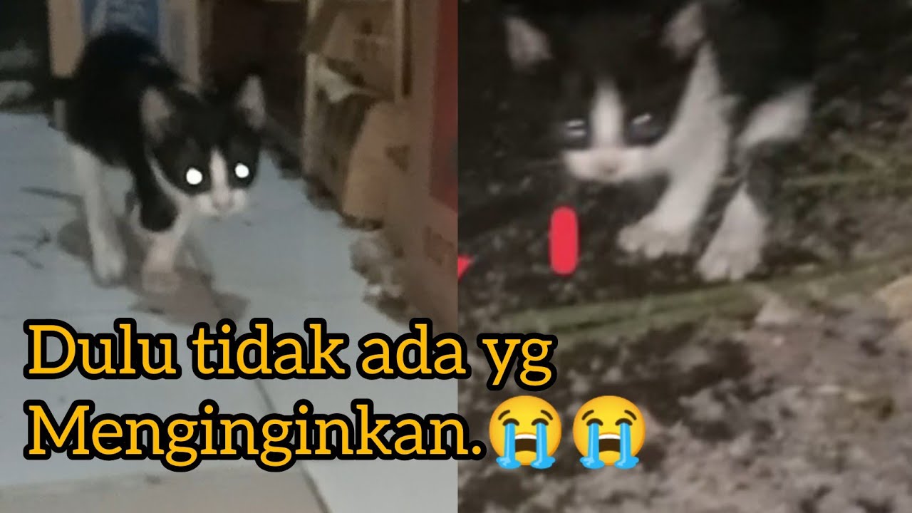 Seekor anak kucing yang cacat tumbuh menjadi kucing yg menyenangkan ...