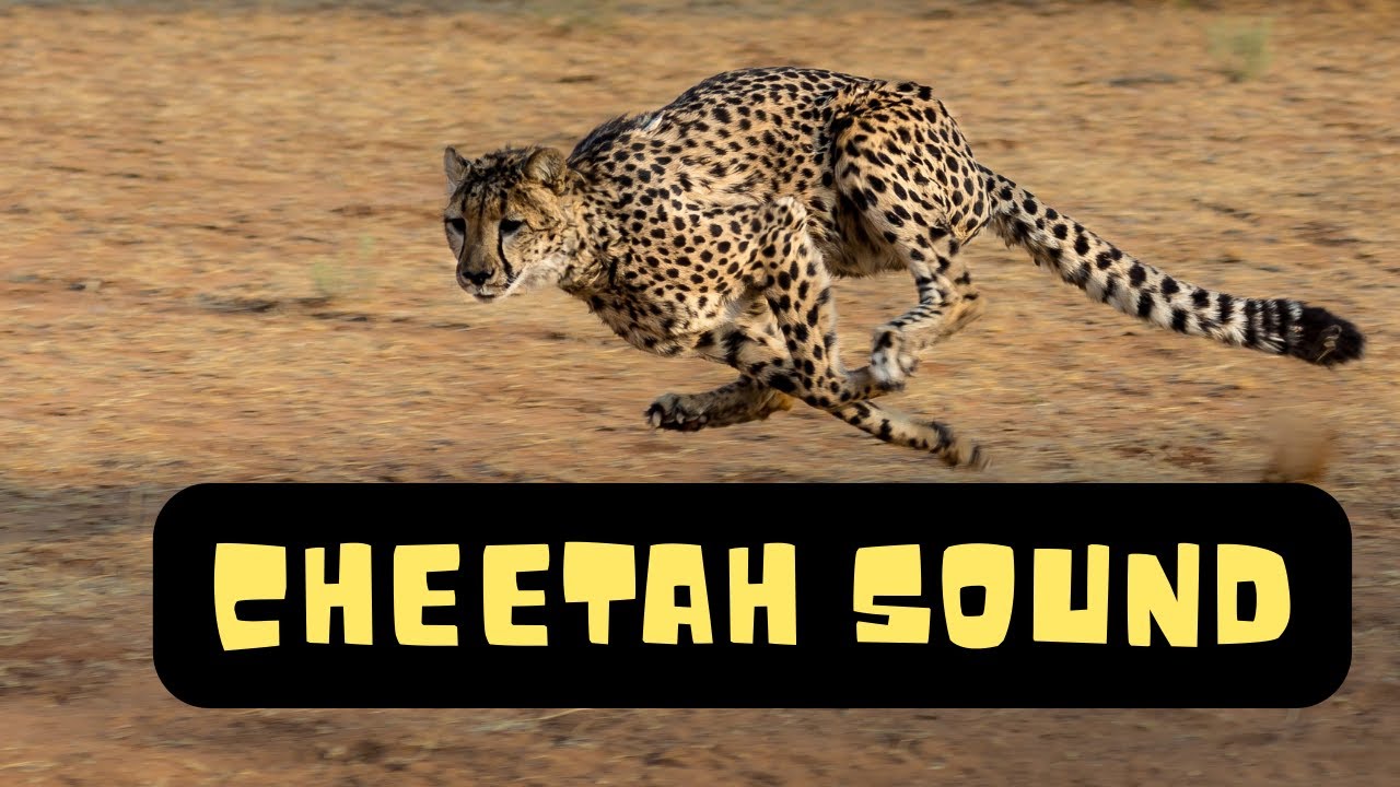 Cheetah sound | what does a cheetah sound like - YouTube