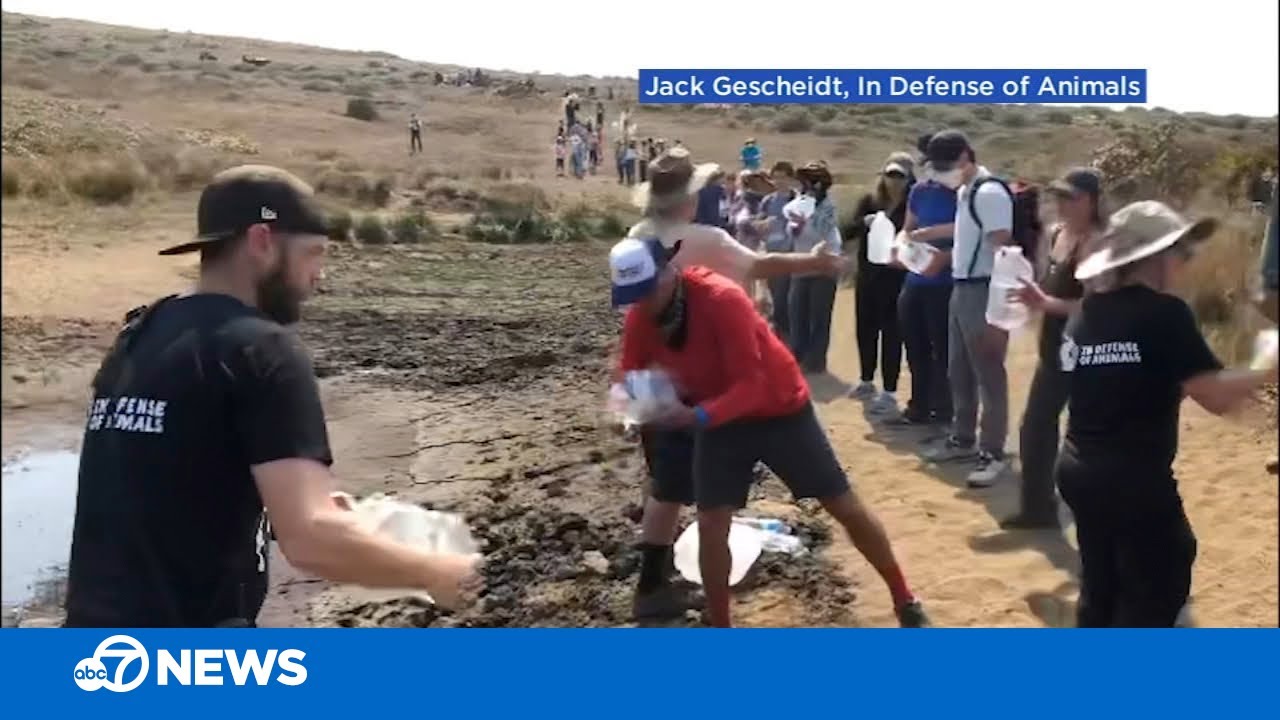 Volunteers carry water for miles to help tule elk dying in Point Reyes ...