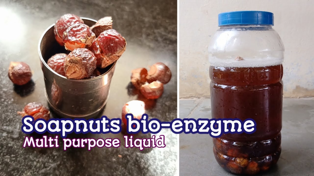 Soapnut bio-enzyme | Soapnuts | Multi purpose liquid | Soapnut benifits ...