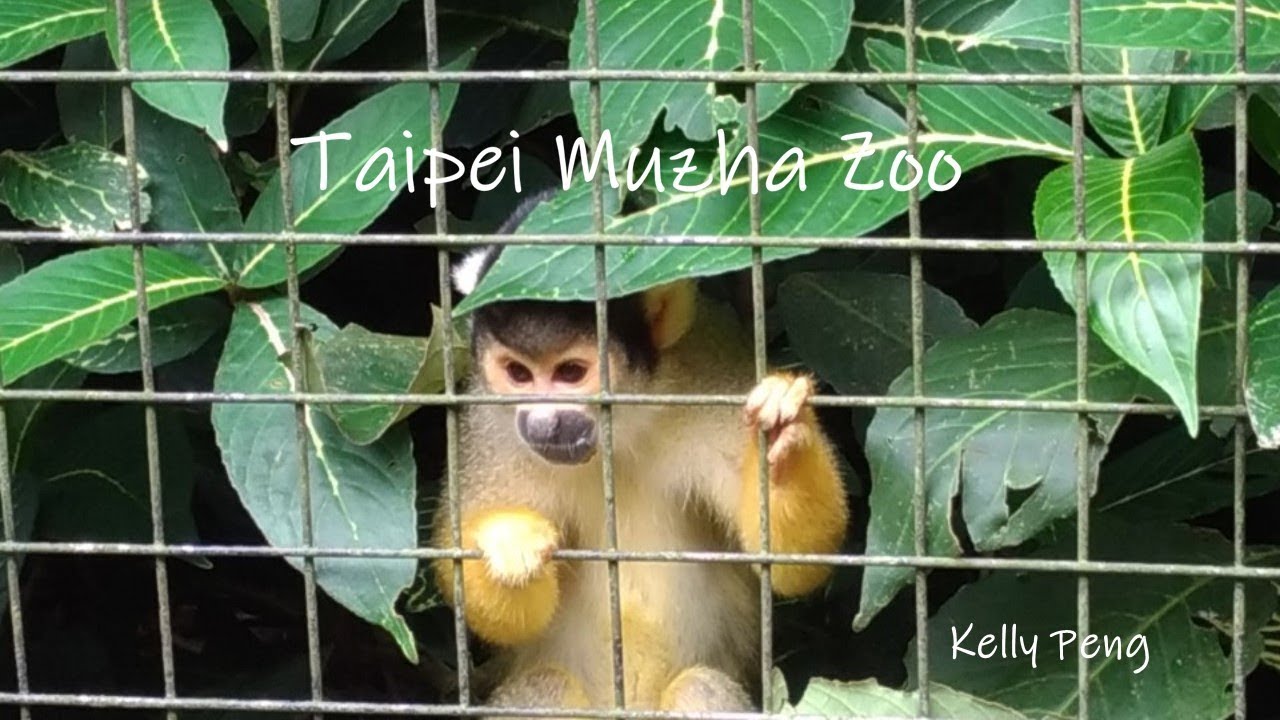 2018 || Taiwan Taipei Muzha Zoo 木柵動物園 - YouTube