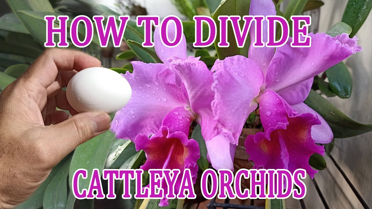 How to Propagate Cattleya Orchids | Growing and Repotting | Garden ni ...
