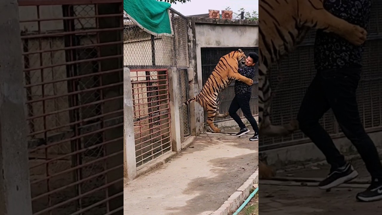 My Most Viral Video On Youtube | Tiger Attack and Bites on Hand ...