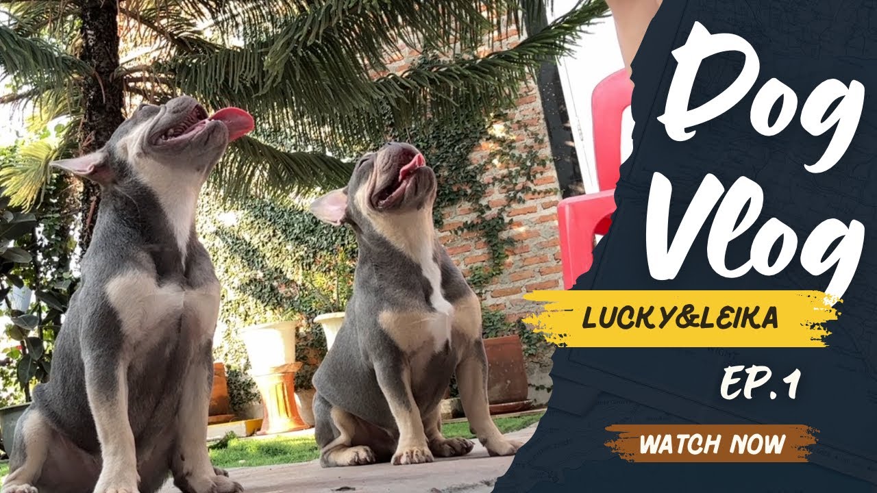 Dog vlog |ep.1 - YouTube