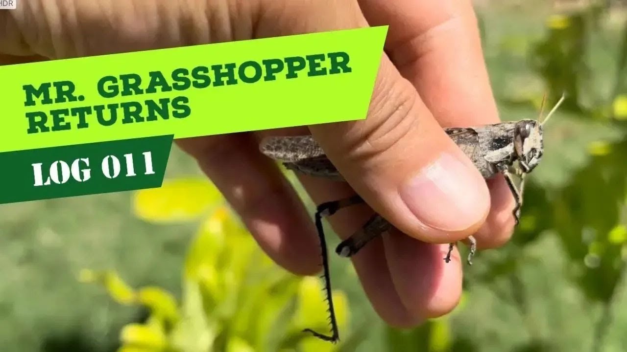 The Mini Chicken Tube Log 011 - Mr. Grasshopper Returns - YouTube