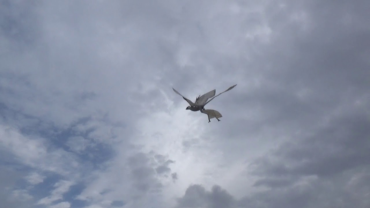 MicroRaptor71--Four wing Dinosaur—Second Test Flight and Gliding - YouTube