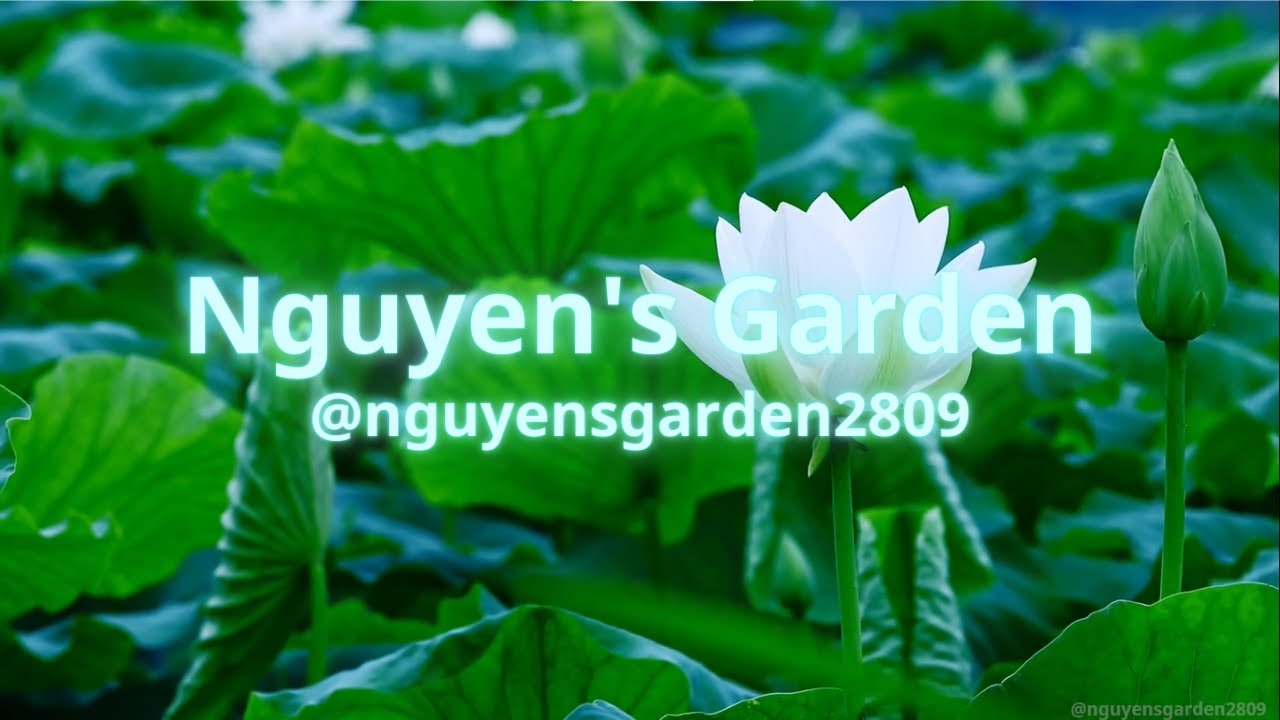 Healing music with elegant white water lily scenes | Meditating ...