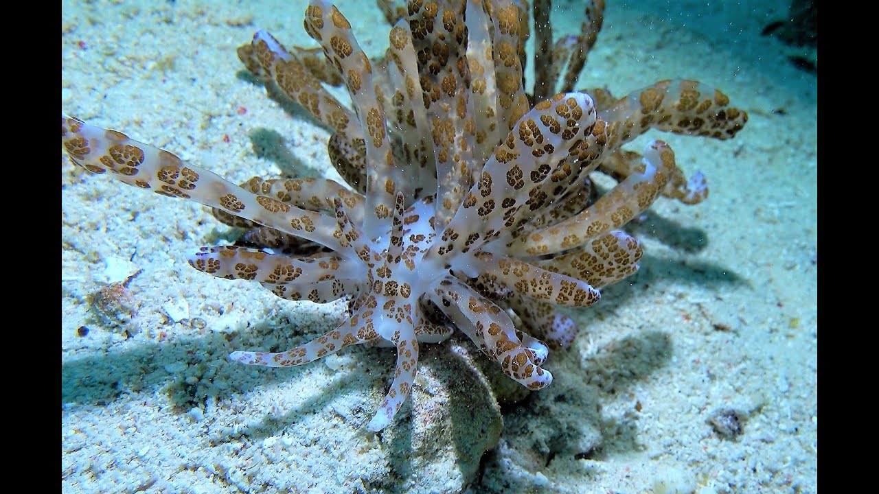 Diving in Romblon Island of Philippines EP1 | 菲律賓朗布隆島 潛水 - 第1/2集 - YouTube