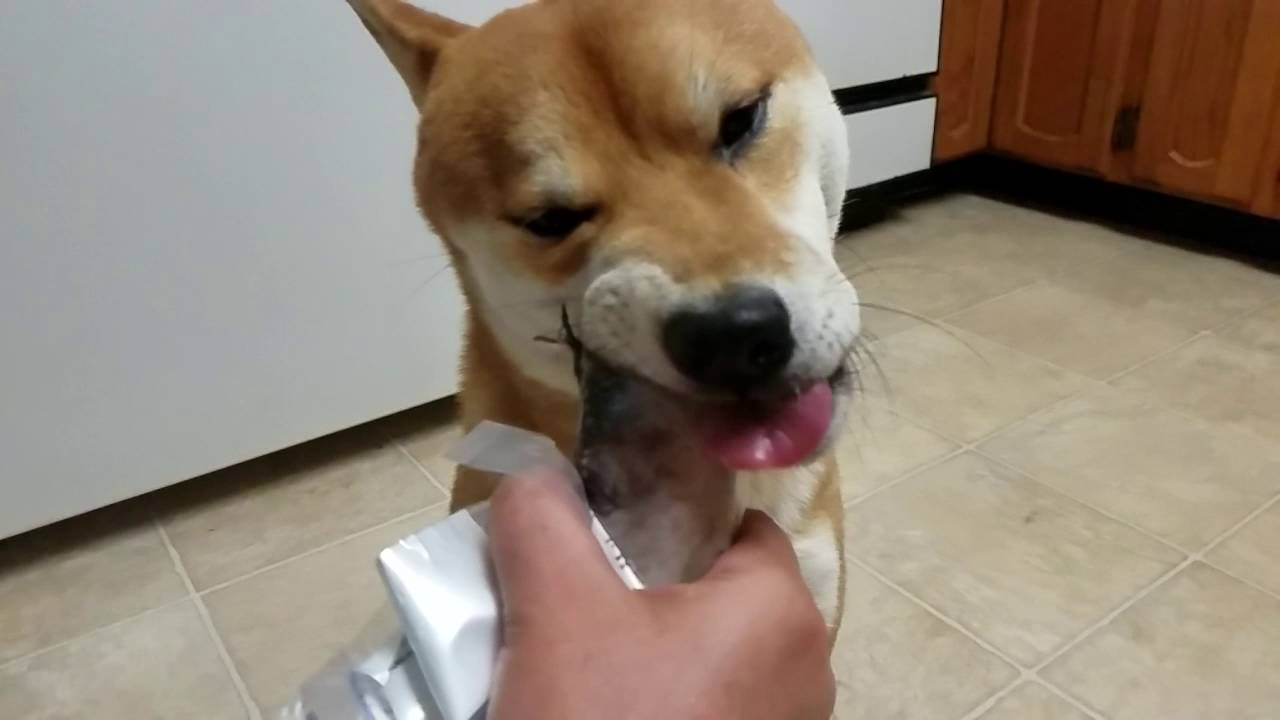 Shiba with the titanium tooth - YouTube