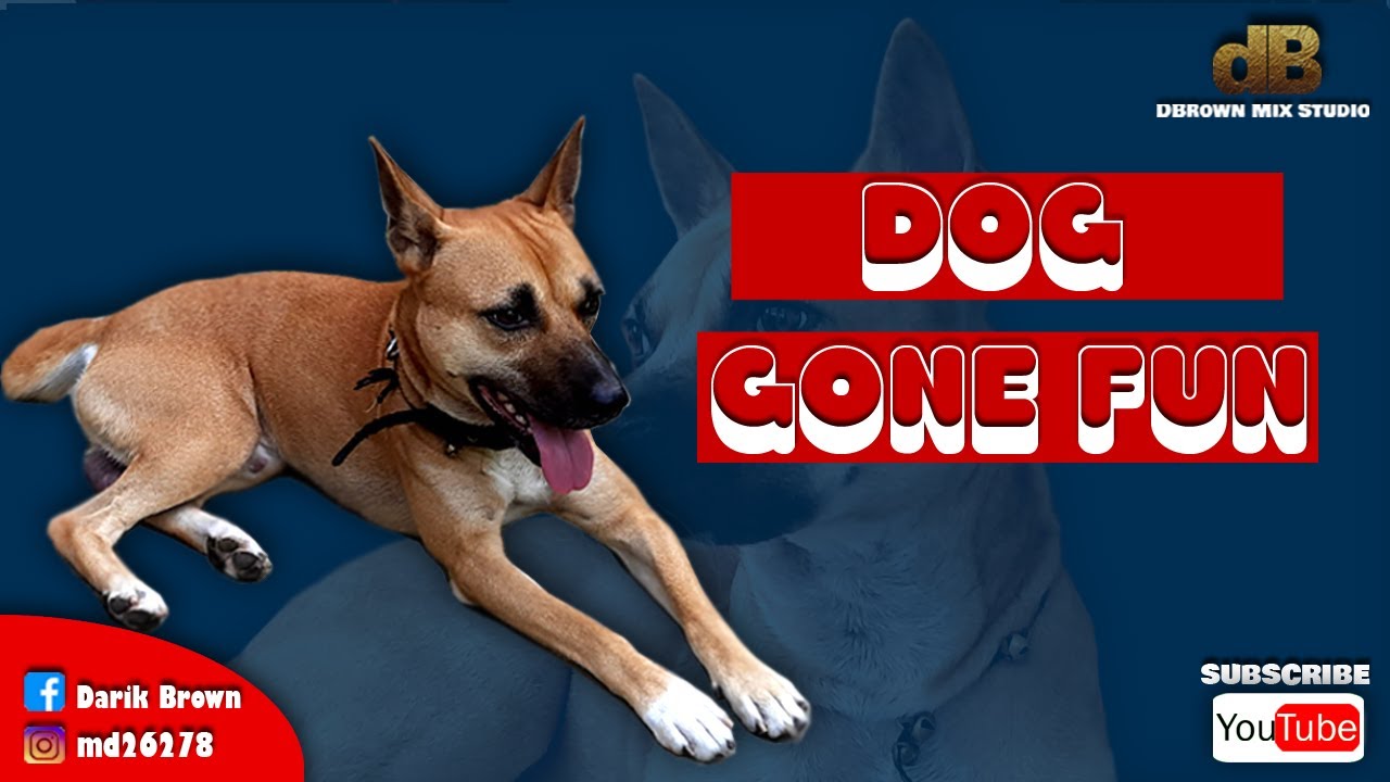 DOG GONE FUN l DOG HAVING FUN l DOG FUN GAMES - YouTube