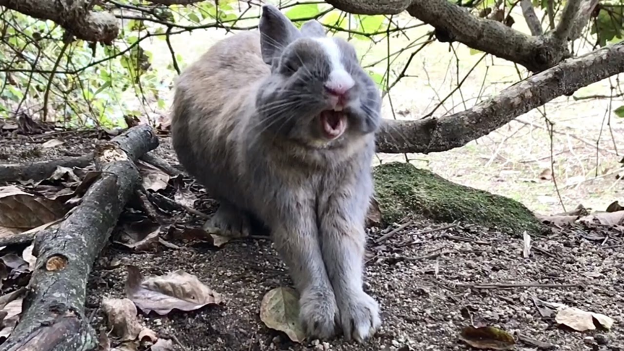 Rabbit yawns a big yawn as if it feels really good - YouTube