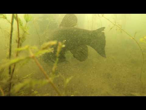 Tench under the surface 3