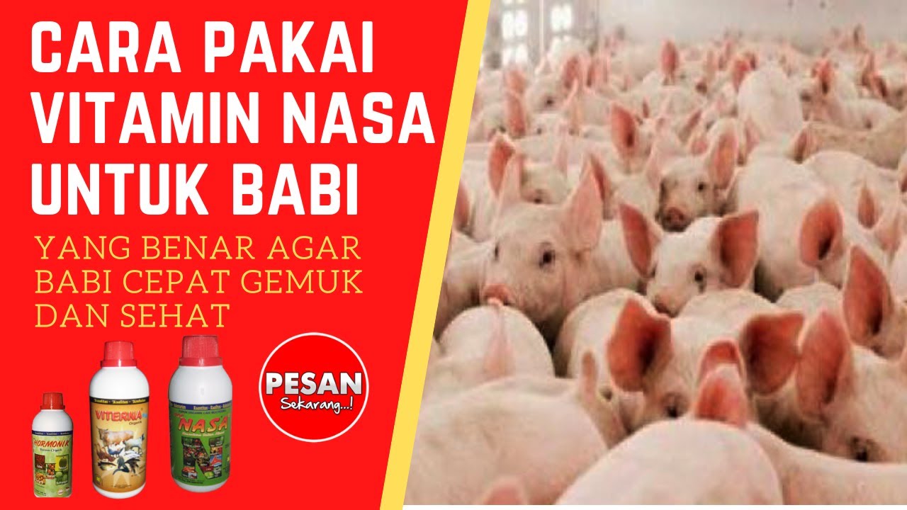 cara pakai vitamin nasa untuk babi Yang benar agar babi gemuk - YouTube
