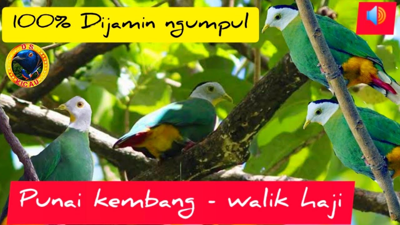 Suara pikat ampuh burung punai/walik kembang/punai kembang # ...