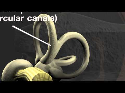 Anatomy of the Human Ear