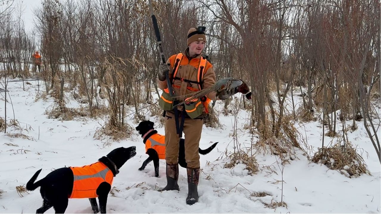 Wisconsin Pheasant Hunting in Fresh Snow - YouTube