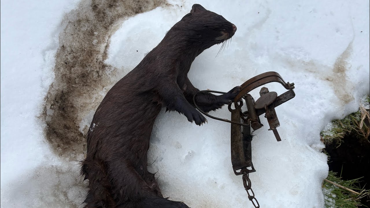 Mink trapping ep.4 - YouTube