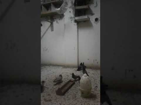 Kelkit  güvercinleri  ömer  duman