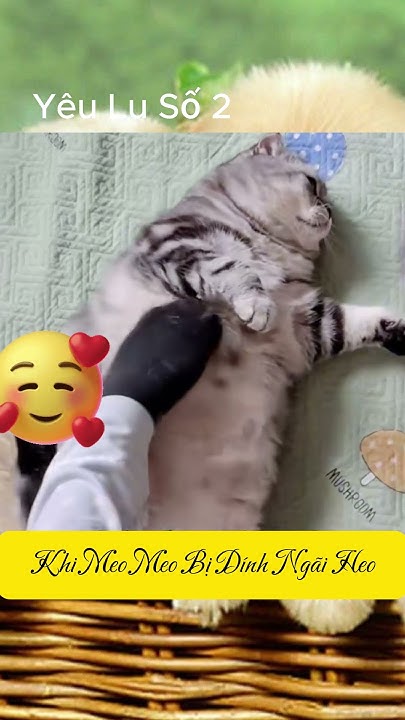 Khi Meo Meo Bị Dính Ngãi Heo || Thú Cưng || Yêu Lu Số 2 || T37 - YouTube