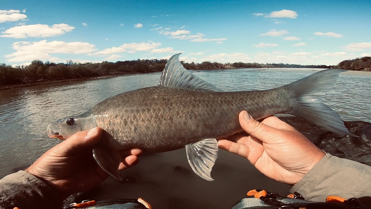 Mudfish on fly - YouTube